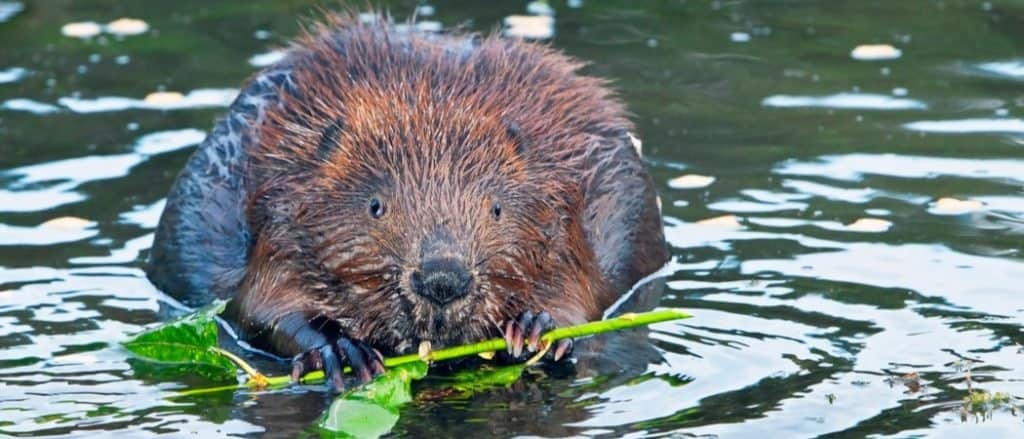 Wildlife in Oregon - Types of Oregonian Animals - A-Z Animals