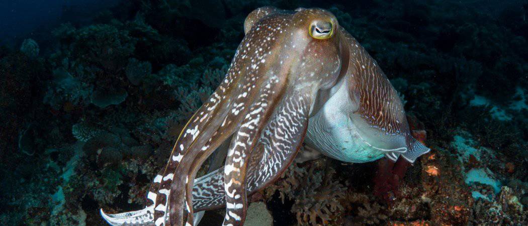 Wildlife in Atlantic - Types of Atlantic Animals - A-Z Animals