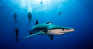 The 10 Biggest Sharks in Washington State (And Puget Sound) - A-Z Animals