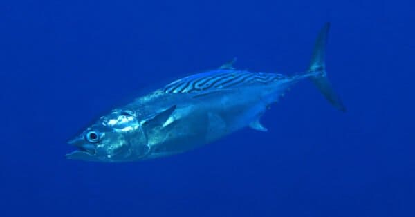 Bonito Fish Facts - A-Z Animals