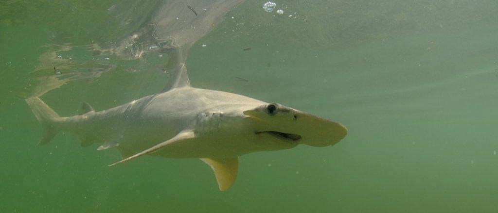Did You Know That Sharks Have Different Personalities? Plus 9 Other ...