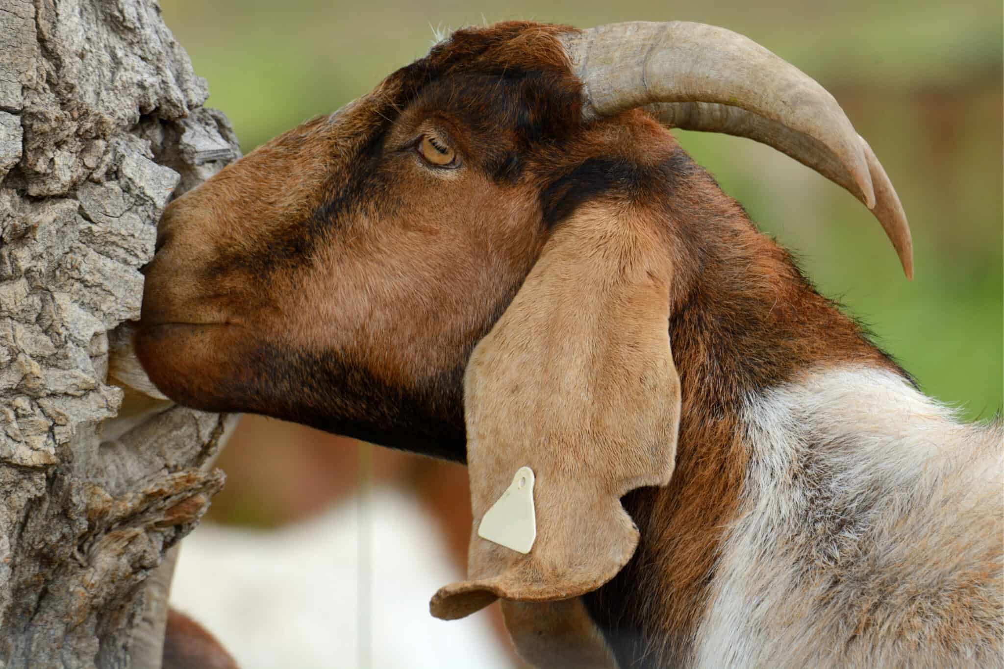Kiko Goat Animal Facts - Capra aegagrus Hircus - A-Z Animals