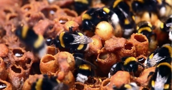 Queen Bumble Bee so với Worker Bumble Bee: 6 điểm khác biệt chính ⋆ Cá cảnh mini