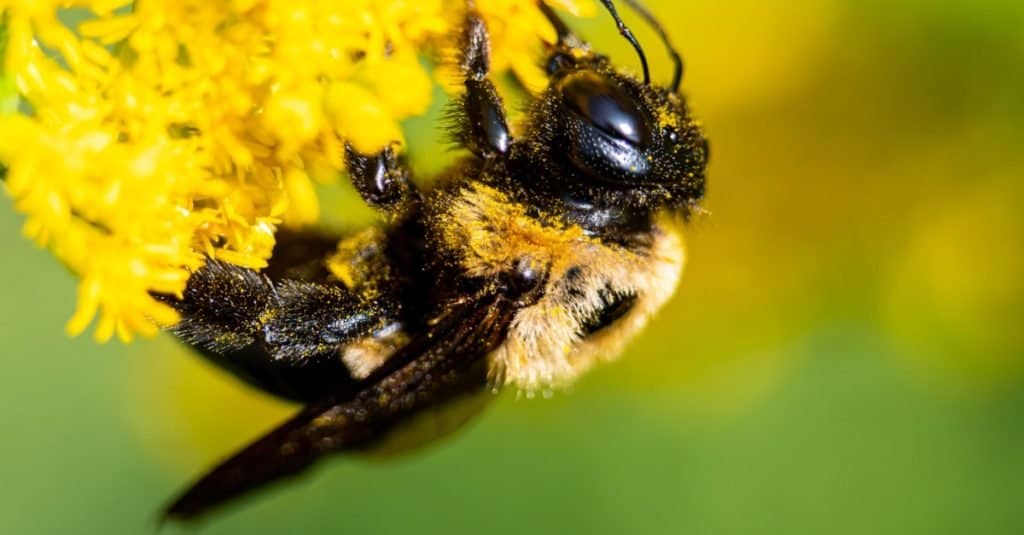 Bumblebee Vs Honeybee The 8 Key Differences Explained AZ Animals