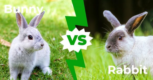 Do Rabbits Bite? 4 Safety Tips When Interacting with Bunnies - A-Z Animals