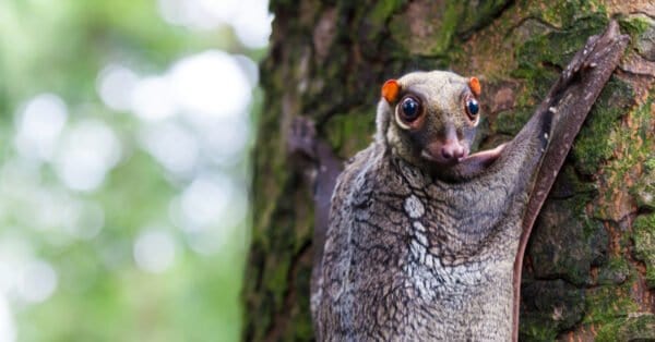 9 Animals That Fly (That Aren't Birds!) - A-Z Animals