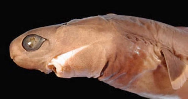 Cookiecutter Shark Fish Facts - A-Z Animals