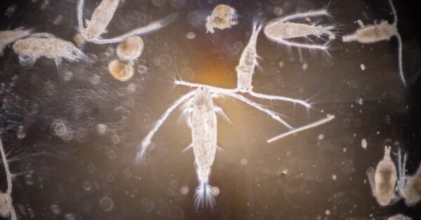 What Do Copepods Eat? - A-Z Animals