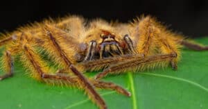 Clock Spider Animal Facts - Heteropoda venatoria - A-Z Animals