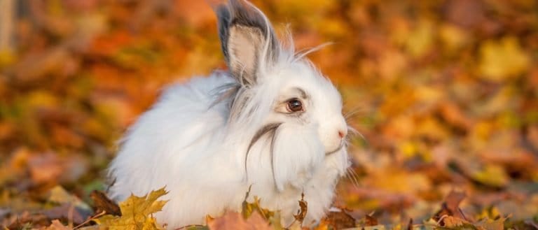 The Top 10 Fluffiest Animals in the World! - A-Z Animals