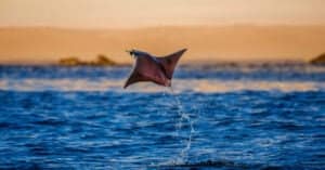 9 Animals That Fly (That Aren't Birds!) - A-Z Animals