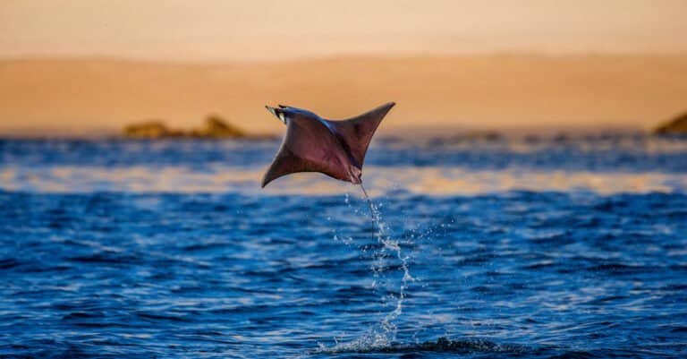 9 Animals That Fly (That Aren't Birds!) - A-Z Animals