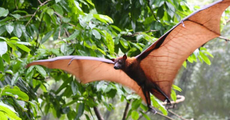 Which Megabat Rules the Skies? Meet the Largest Bats on Earth - A-Z Animals