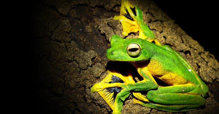 22 Most Incredible Frogs Throughout the World - A-Z Animals