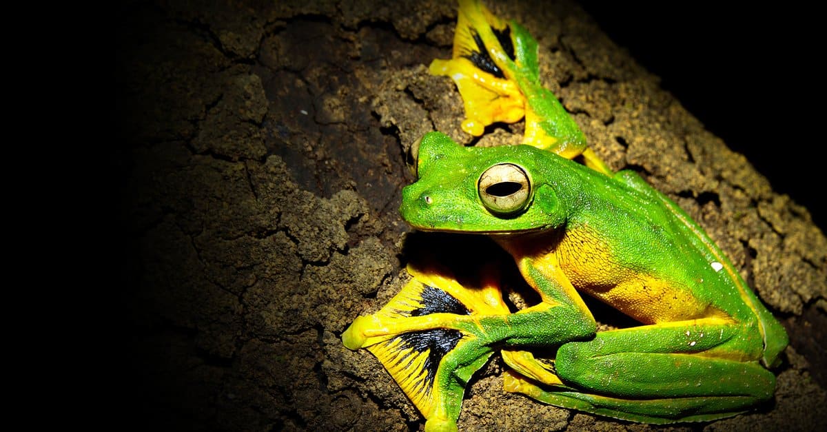 22 Most Incredible Frogs Throughout the World - A-Z Animals