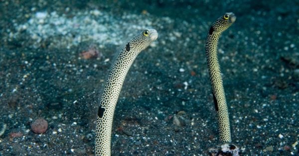 Garden Eel Animal Facts - Congridae - A-Z Animals
