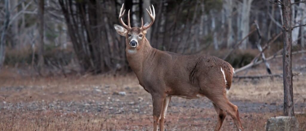 Wildlife in Georgia - Types of Georgian Animals - A-Z Animals