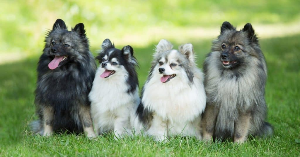 German Spitz Animal Facts - Canis lupus familiaris - A-Z Animals