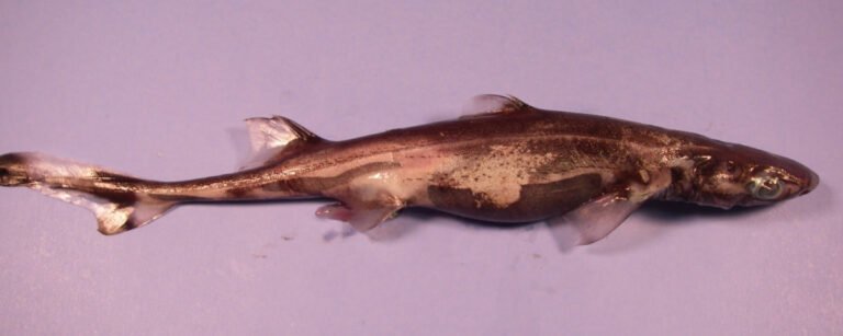 World's Smallest Shark is Only 5.5 Inches: 9 Tiniest Sharks Swimming in ...