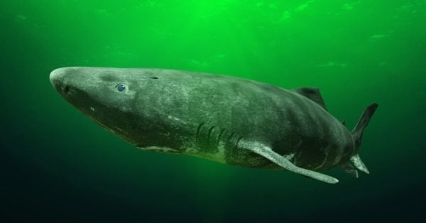 Greenland Shark Animal Facts - Somniosus microcephalus - A-Z Animals