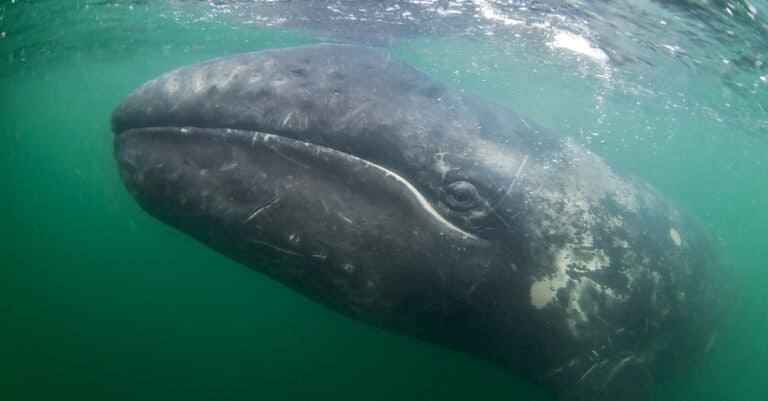 The World's Most Endangered Whales - A-Z Animals