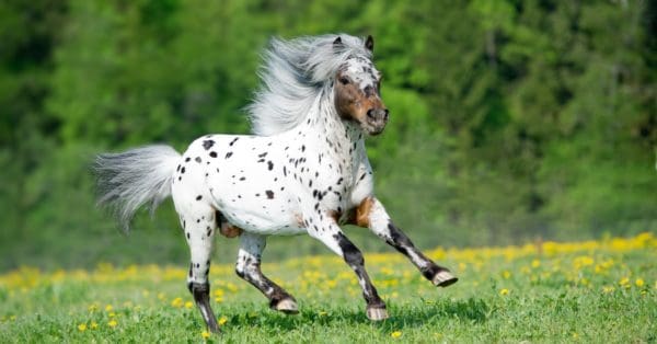 Why These Beautiful Animals Have Spots - A-Z Animals