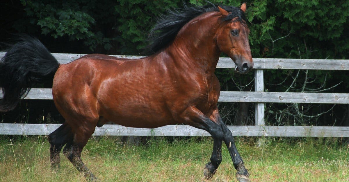Discover the Top 20 Rarest Horse Breeds - A-Z Animals