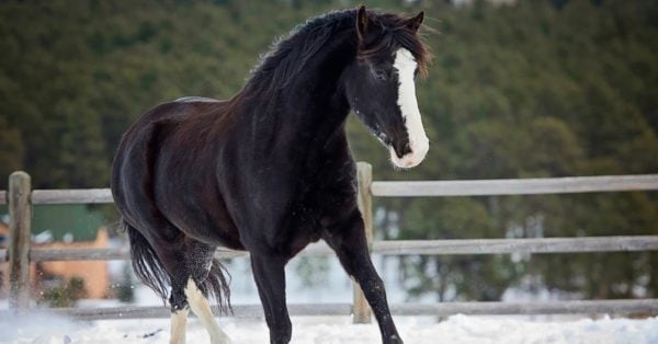 Tennessee Walking Horse Animal Facts - Equus ferus caballus - A-Z Animals