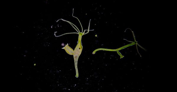 Blind but Brilliant: 5 Animals Without Eyes and Their Surprising Senses ...