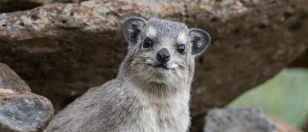 Rock Hyrax Animal Facts - Procavia capensis - A-Z Animals