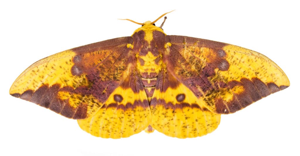 Imperial Moth Animal Facts - Eacles imperialis - A-Z Animals
