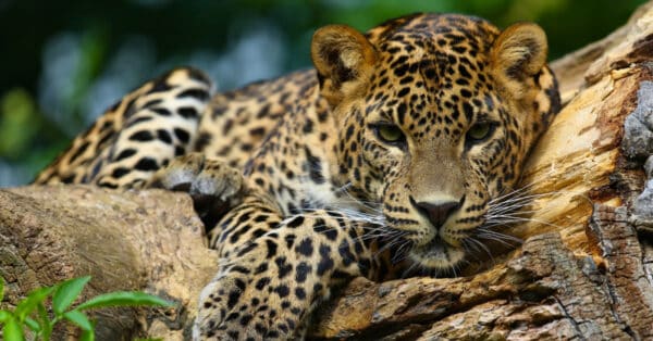 Wildlife in Mexico - Types of Mexican Animals - A-Z Animals