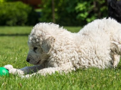 Kuvasz Dog Breed Complete Guide | AZ Animals