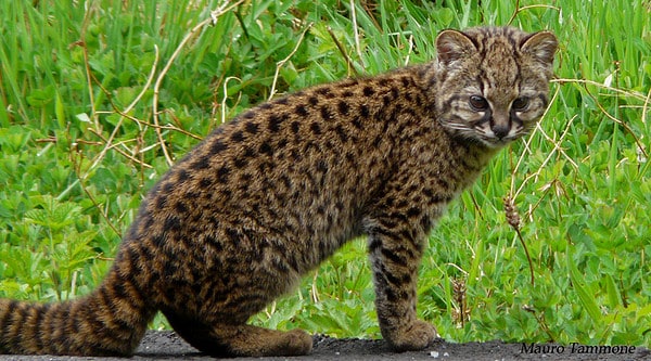 Kodkod Animal Facts - Leopardus guigna - A-Z Animals