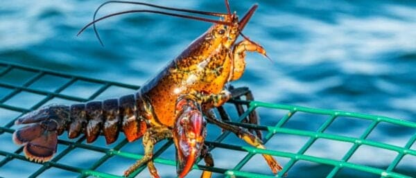 Do Lobsters Mate for Life? 5 Amazing Facts About These Amazing ...