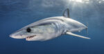 The 10 Fastest Fish in the Ocean - A-Z Animals