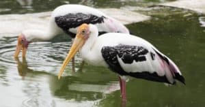 Stork Animal Facts - Ciconiidae - A-Z Animals