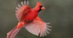 Northern Cardinal Animal Facts - Cardinalis cardinalis - A-Z Animals