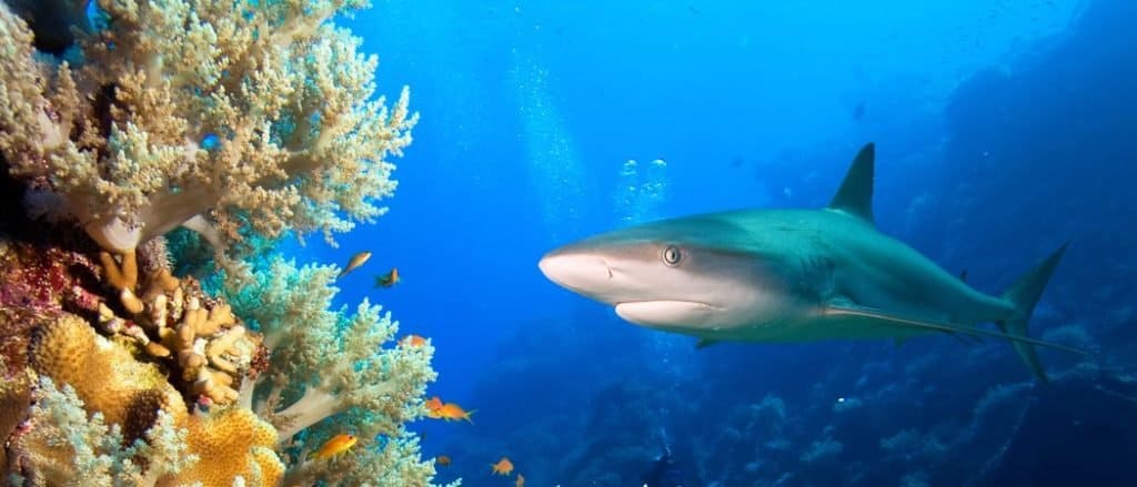 Pacific Ocean - A-Z Animals