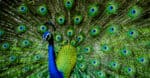 Peacock Poop: Everything You've Ever Wanted to Know - A-Z Animals