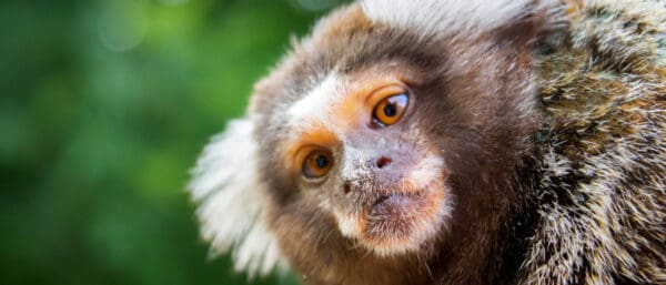 Do Marmoset Monkeys Make Good Pets? - A-Z Animals