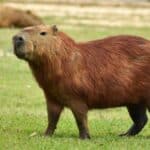 Capybaras Are Sweet Animals, But Are They Good Pets? - A-Z Animals ...