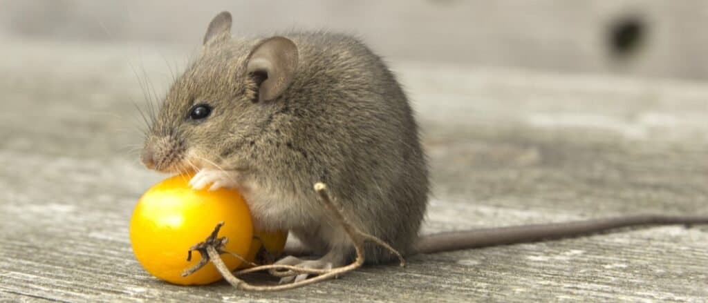 Rodent Pets - Best Rodent Pets List - A-Z Animals