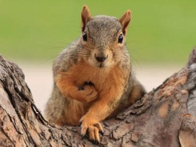 Rodents Animal Facts | AZ Animals