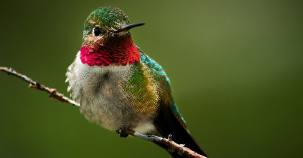 Discover 5 Colors That Hummingbirds Are Attracted To - A-Z Animals