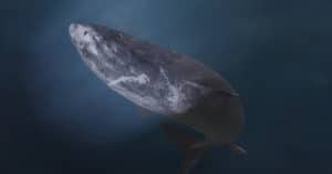 The 10 Biggest Sharks in Washington State (And Puget Sound) - A-Z Animals