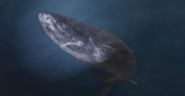 Pacific Sleeper Shark Animal Facts - Somniosus pacificus - A-Z Animals