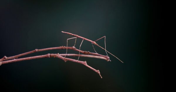 Stick Insect Facts - Phasmatodea - A-Z Animals
