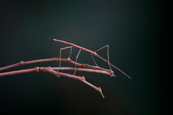 Stick Insect Quiz: What Do You Know? - A-Z Animals
