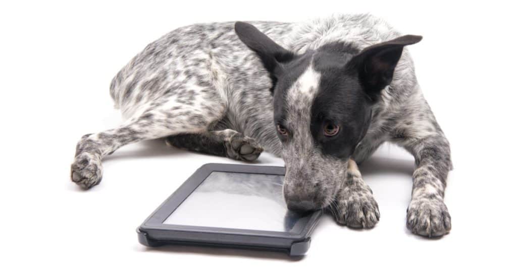 Texas Heeler Dog Breed Complete Guide - A-Z Animals